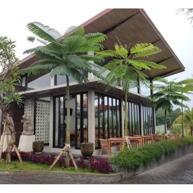 Jual solobium pakis brazil 2 meter up | Shopee Indonesia