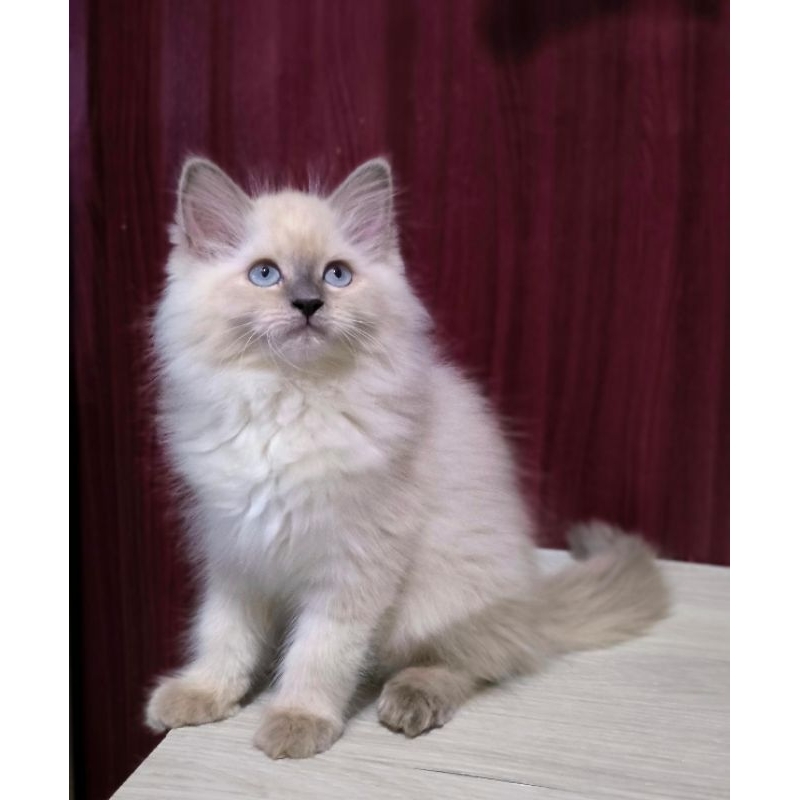 Jual Kucing Persia Anggora Himalaya Ragdoll Kitten Anak Kucing | Shopee ...