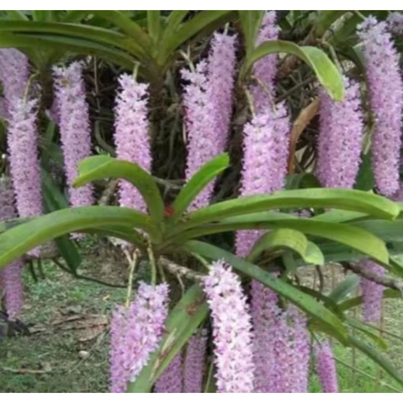 Jual Anggrek Panda Ekor Tupai dewasa | Shopee Indonesia