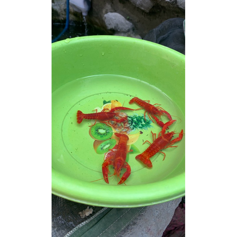 Jual lobster merah hias lobster indukan lobster cocok untuk aquarium ...