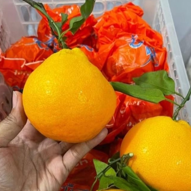 Jual JERUK SUMO/ PAPAGAN/ DEKOPON JERUK SULTAN MANUS FULL BUAH FRESH ...