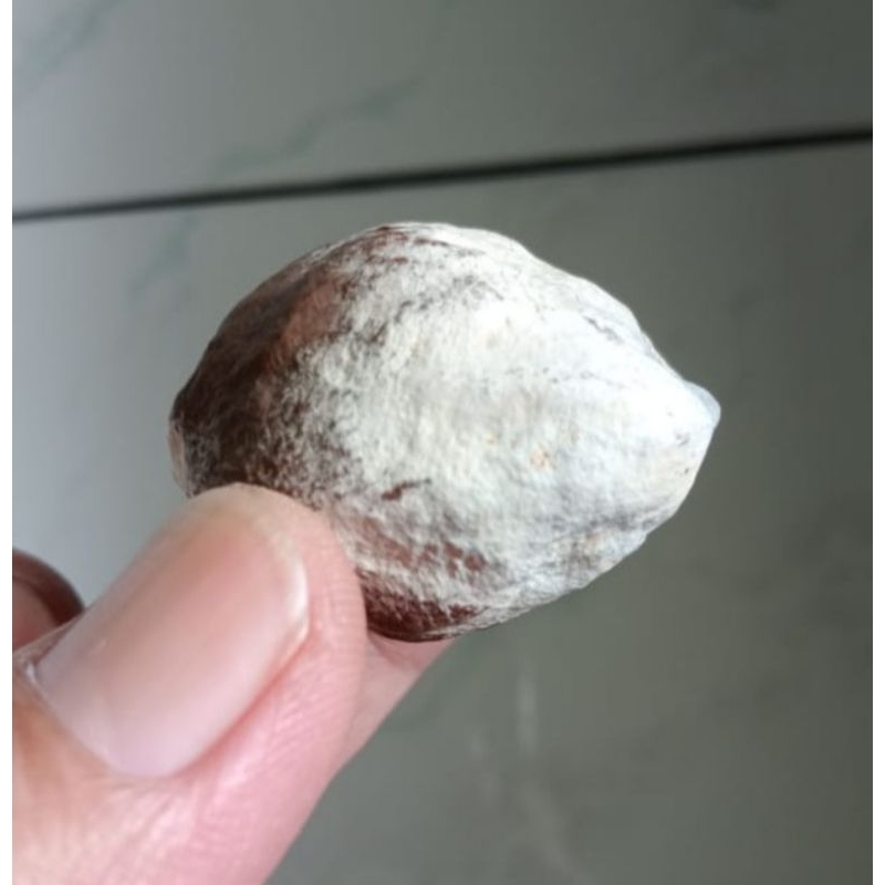 Jual Kemiri Adu Muncang Adu Jawa Boim Ori Pasangan Mewah Full Tua ...