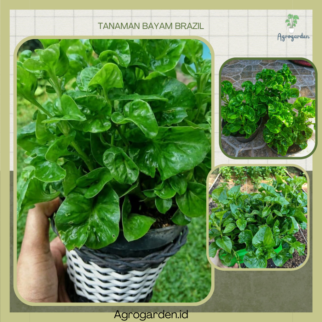 Jual Bibit Bayam Brazil - bibit tanaman bayam brazil / bayam hijau ...