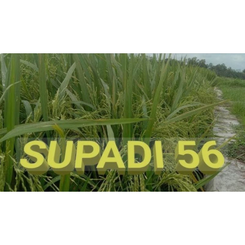 Jual benih padi Supadi 56 kualitas unggul super 1kg | Shopee Indonesia