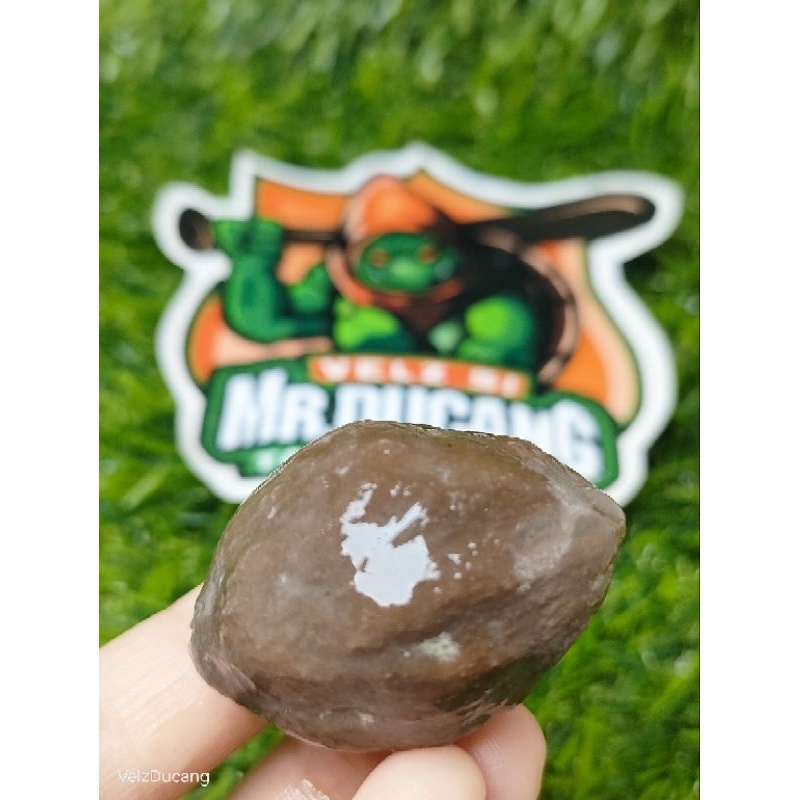 Jual MUNCANG ADU JAWA MANTILI CADAS | Shopee Indonesia