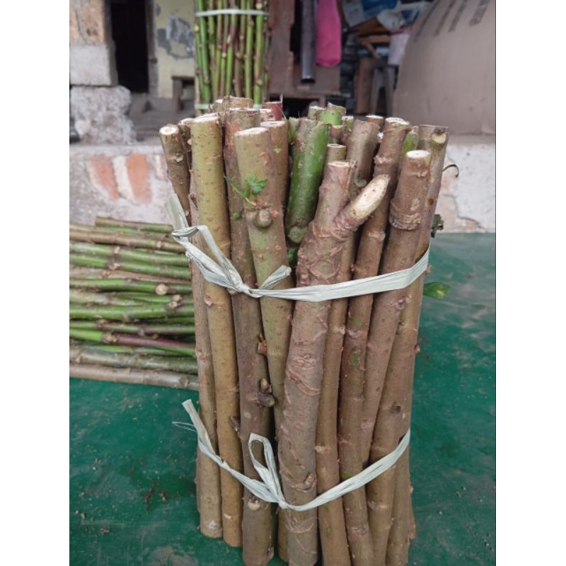 Jual bibit stek telo papua/singkong papua panjang 20 cm per 15 batang ...