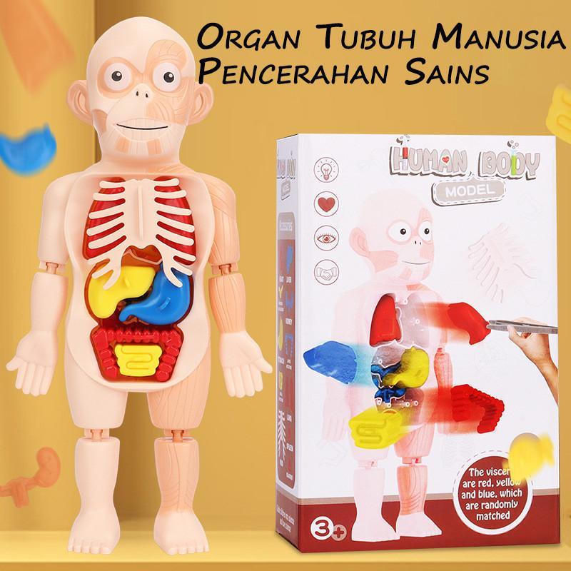 Jual BPA FREE Mainan Edukasi Organ Tubuh Manusia Human Body Model STEM IPA SCIENCE SAINS BELAJAR ...