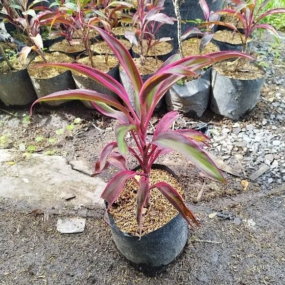 Jual Tanaman Hias Andong Hanjuang Daun Merah Mini ( Cordyline Fruticosa ...