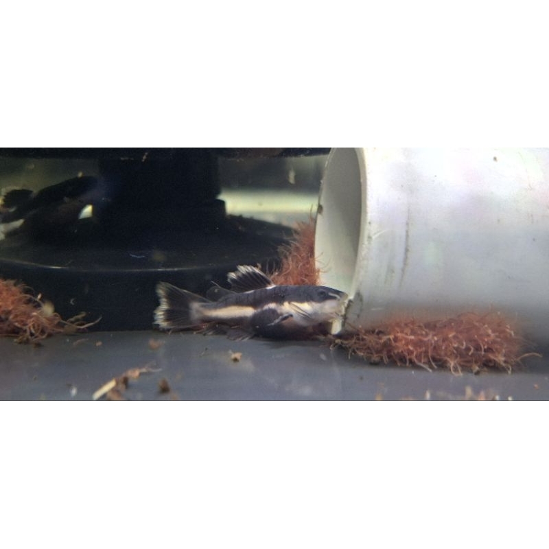 Jual Mainan Rtc short body | Shopee Indonesia