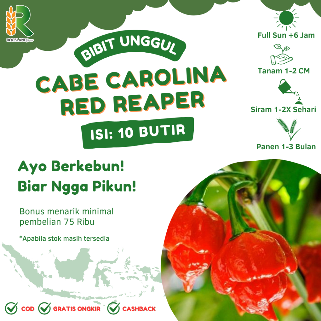 Jual BENIH CABE RED CAROLINE SUPER PEDAS (10 BUTIR) | Shopee Indonesia