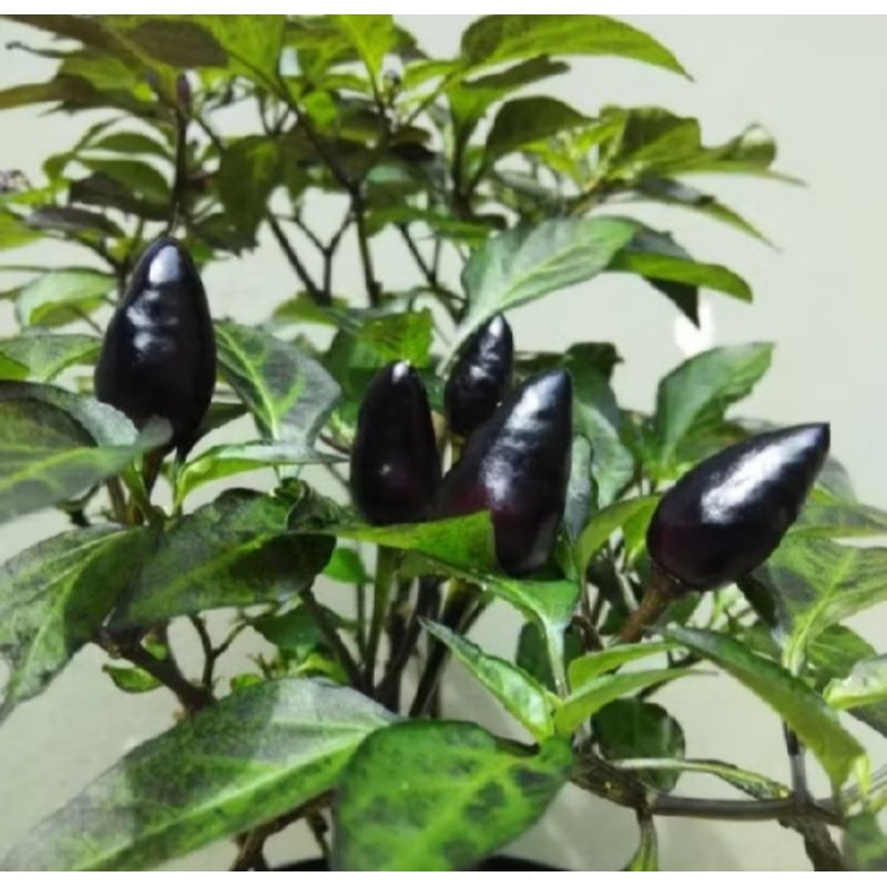 Jual 4 biji benih bibit cabe Hitam | Shopee Indonesia