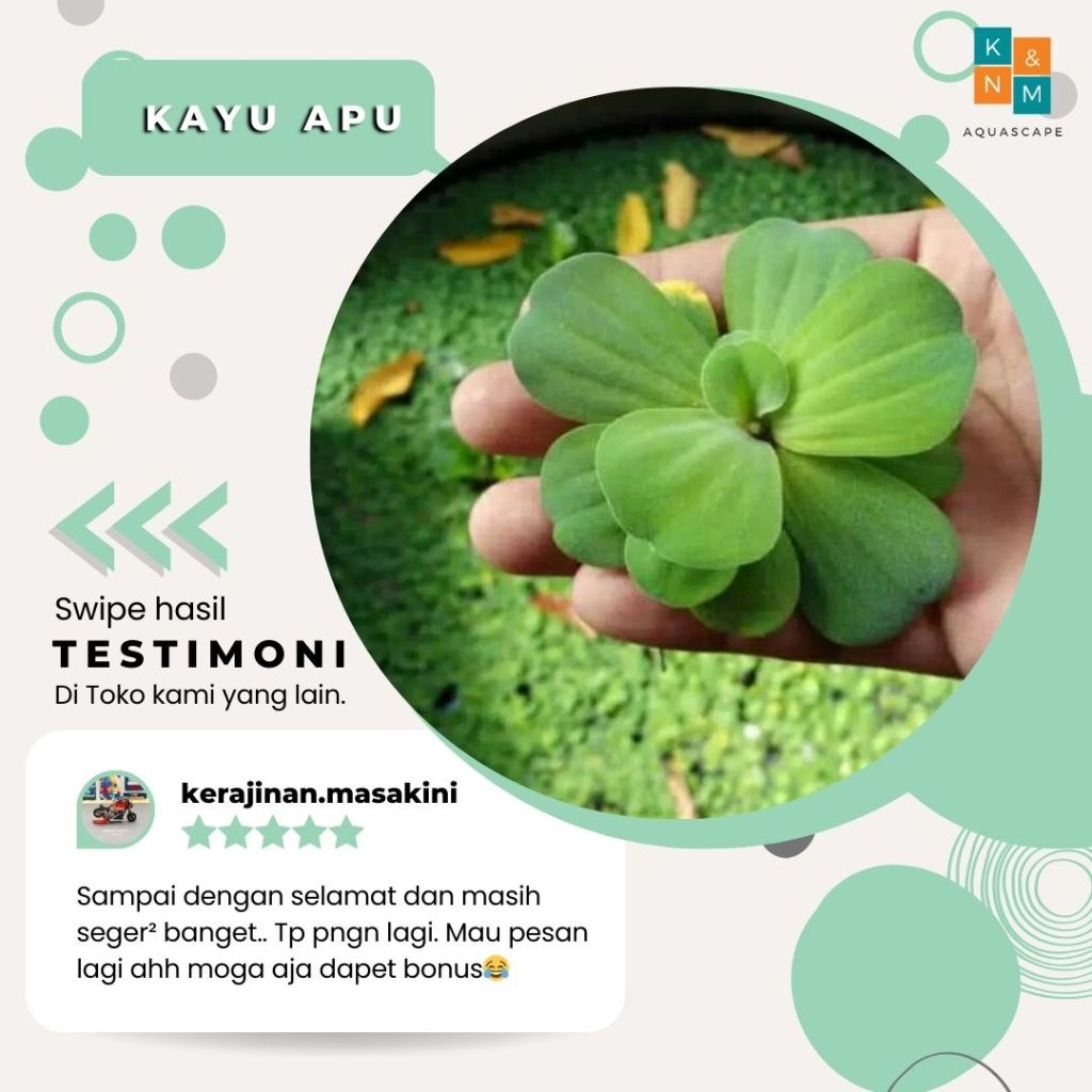 Jual Kayu Apu Tanaman Apung Floting Plant Aquascape Aquarium Akuarium ...