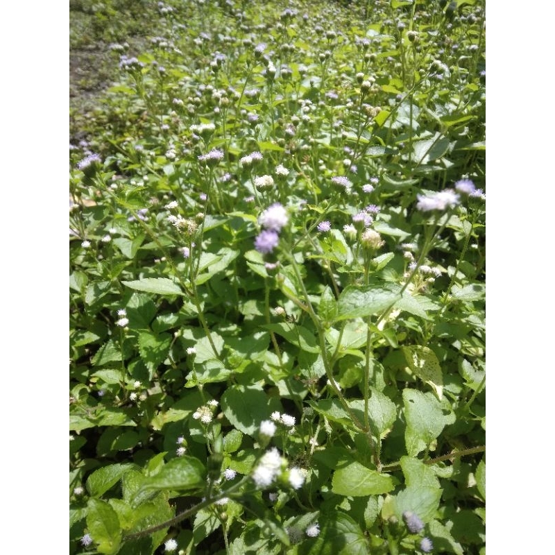 Jual daun bandotan / babandotan | Shopee Indonesia