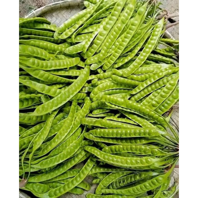 Jual PETE PETAI PEGUNUNGAN 6 PAPAN/LONJOR | Shopee Indonesia
