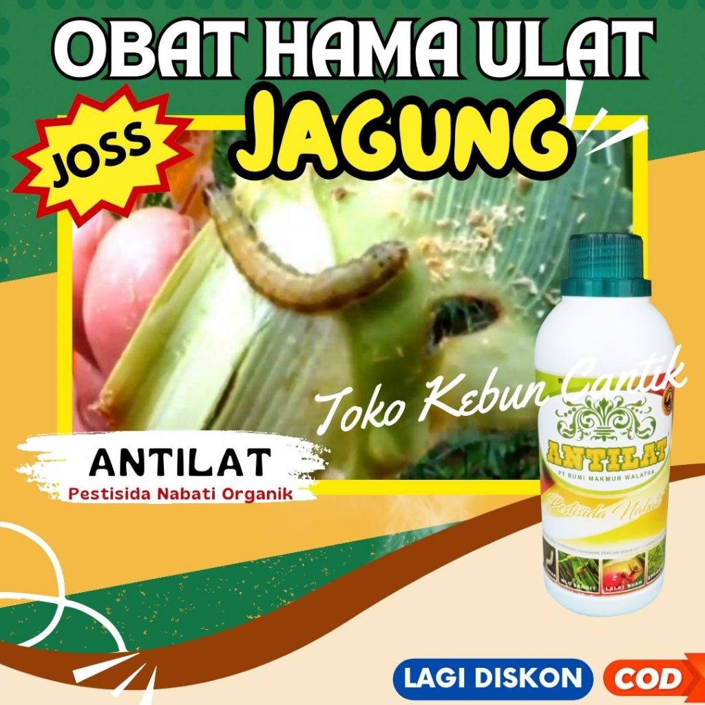 Jual Insektisida Ulat ANTILAT 500ML – Obat Pembasmi Hama Ulat dan Kutu ...