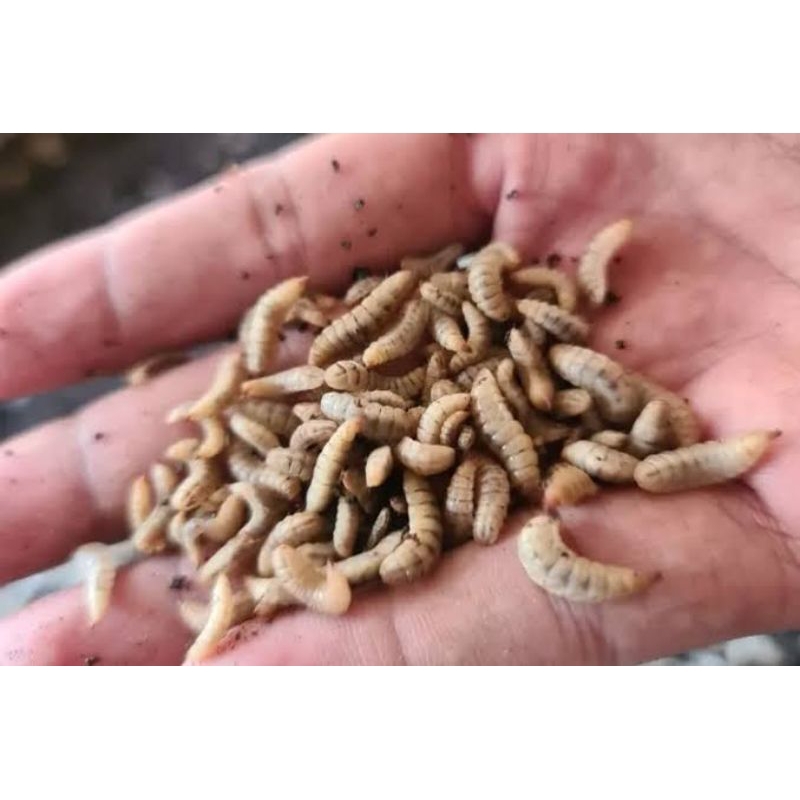 Jual MAGGOT HIDUP 1KG MAGGOT FRESH MAGGOT PAKAN IKAN AYAM ITIK PAKAN ...