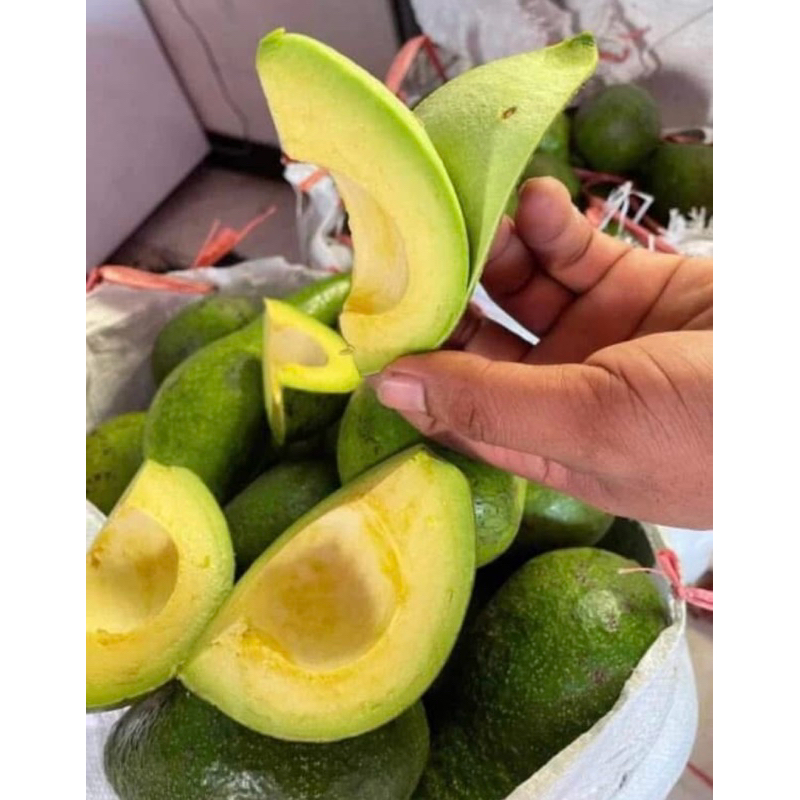 Jual ALPUKAT MENTEGA SUPER 1KG | Shopee Indonesia