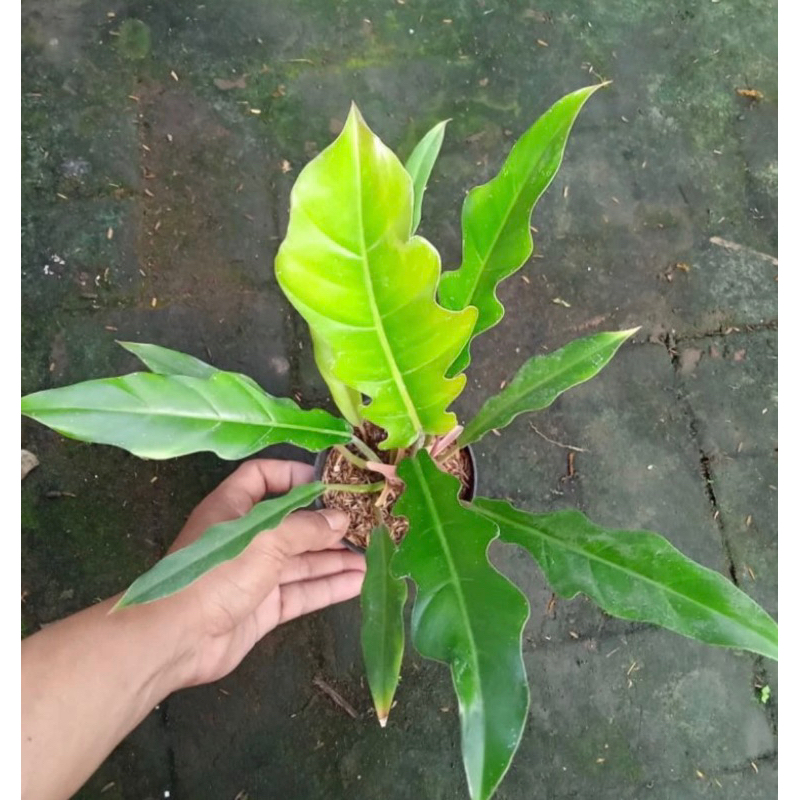 Jual tanaman hias philodendron caramel - philo karamel gergaji hijau ...