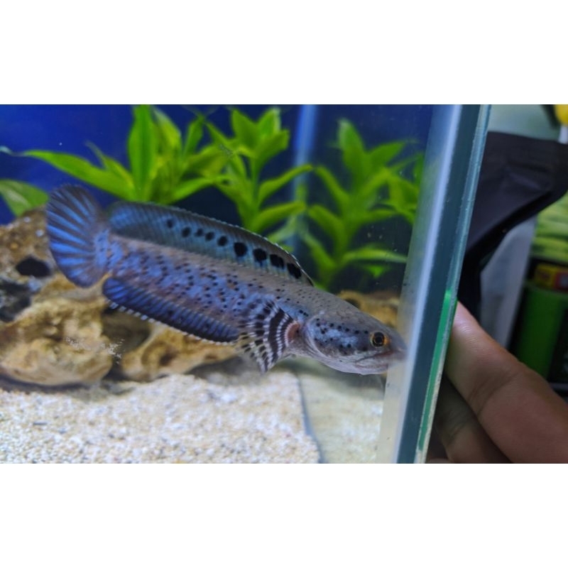 Jual CHANA BLUE PULCRA FULL DOT UKURAN 8-10 CM | Shopee Indonesia