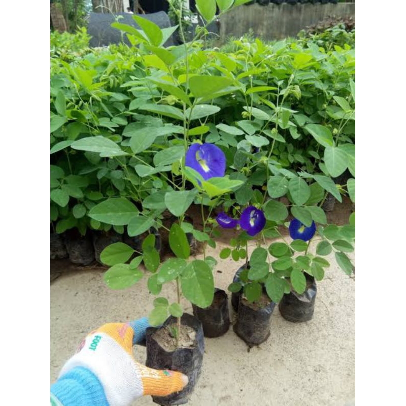 Jual Bibit Bunga Telang Teh Biru Asli | Shopee Indonesia