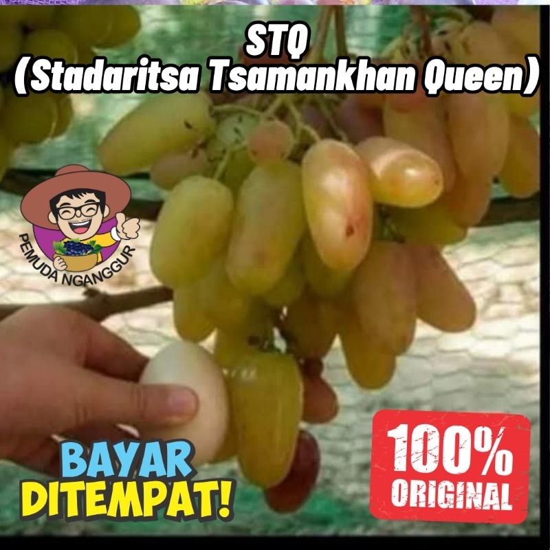 Jual Bibit Anggur STQ Hijau Buah Besar Rasa Manis Mudah Berbuah (PEMUDA ...