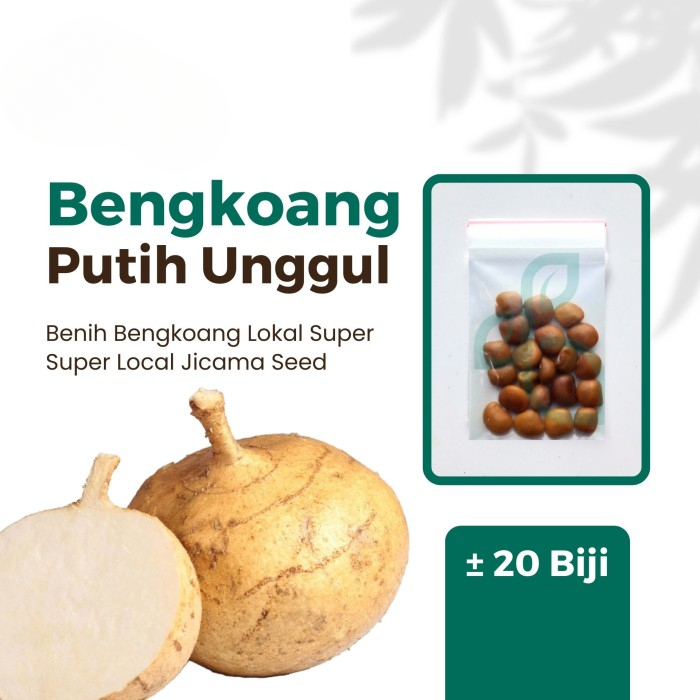 Jual Bibit Benih Tanaman Buah Bengkoang Putih Super Unggul Isi 20 Biji ...