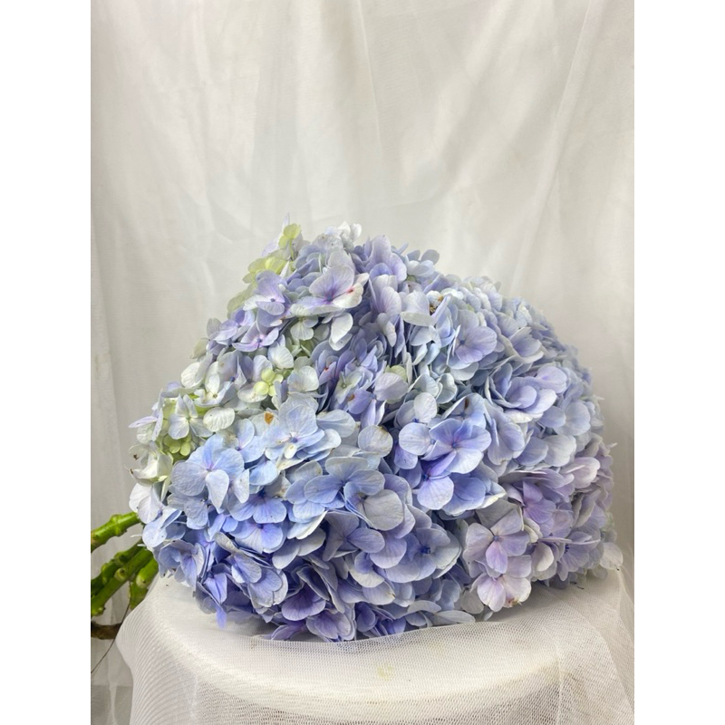 Jual Hydrangea biru lokal / Biru soft | Shopee Indonesia