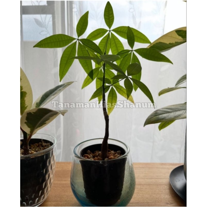 Jual Promo COD!!! tanaman hias pachira aquatica - pohon pachira ...