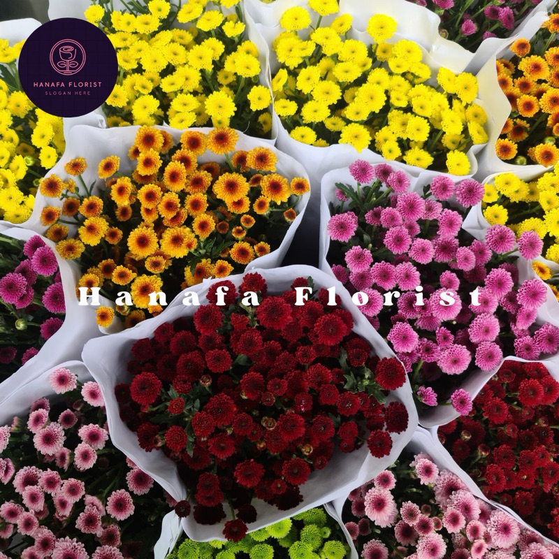 Jual Bunga Semi Import Calimero Asli Fresh ( Bunga Segar Jakarta ...