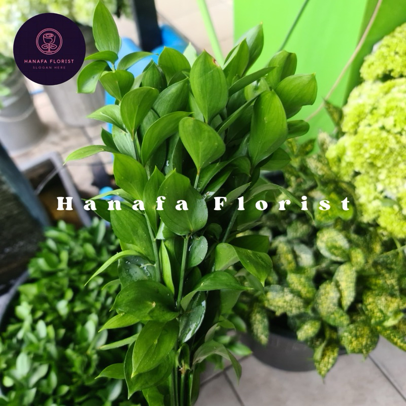 Jual Daun Lokal Ruskus / Daun Dekorasi Asli Fresh ( Bunga Segar Jakarta ...