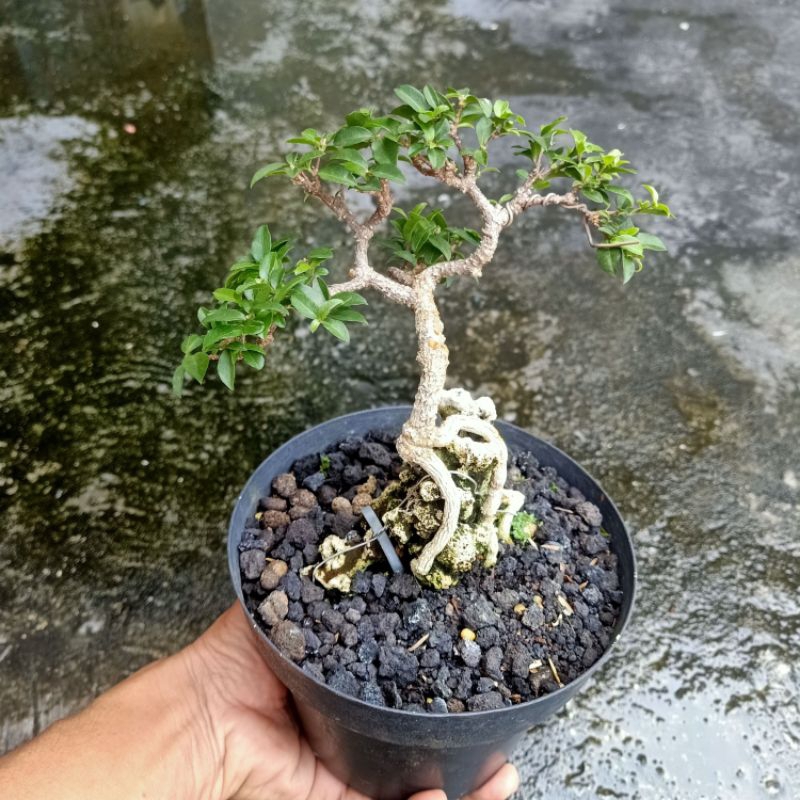 Jual Bonsai Sakura Micro Mame On The Rock | Shopee Indonesia