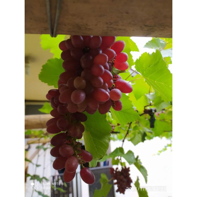 Jual Anggur Jupiter RS kober5bb 1.1meter up | Shopee Indonesia