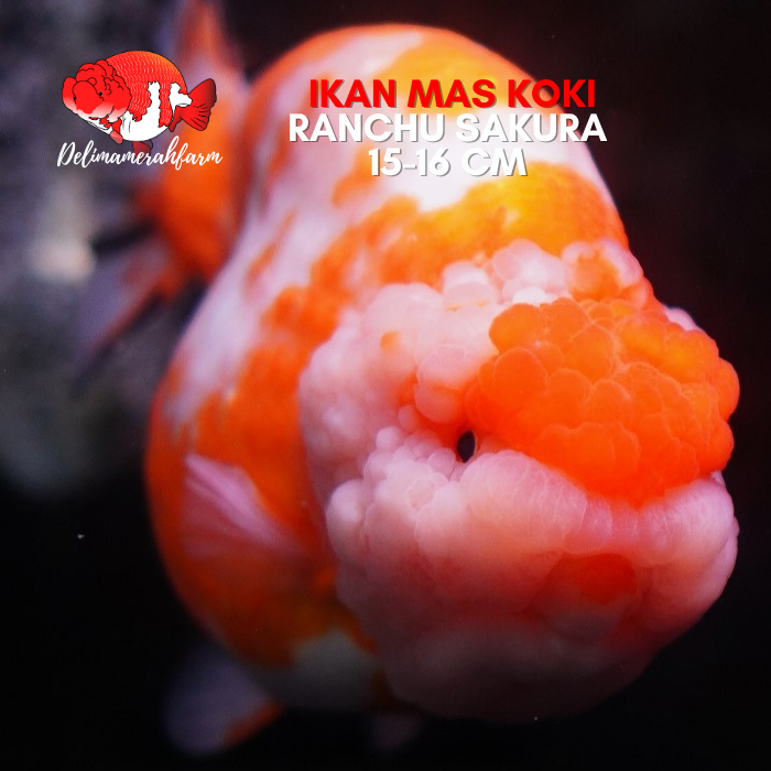 Jual IKAN MAS KOKI RANCHU SAKURA BIG SIZE 15-16 CM | Shopee Indonesia