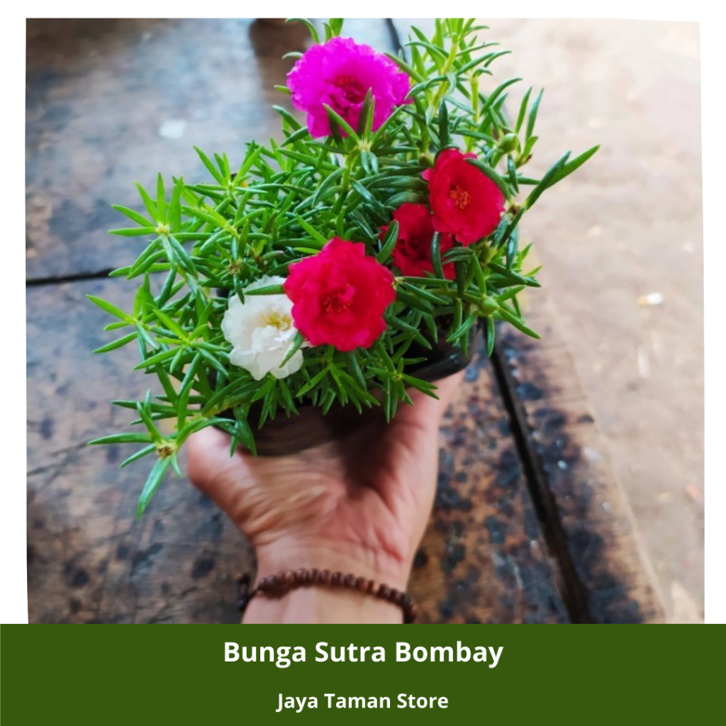 Jual Promo COD!!! Tanaman Hias Sutra Bombay - Tanaman Bunga Sutra ...