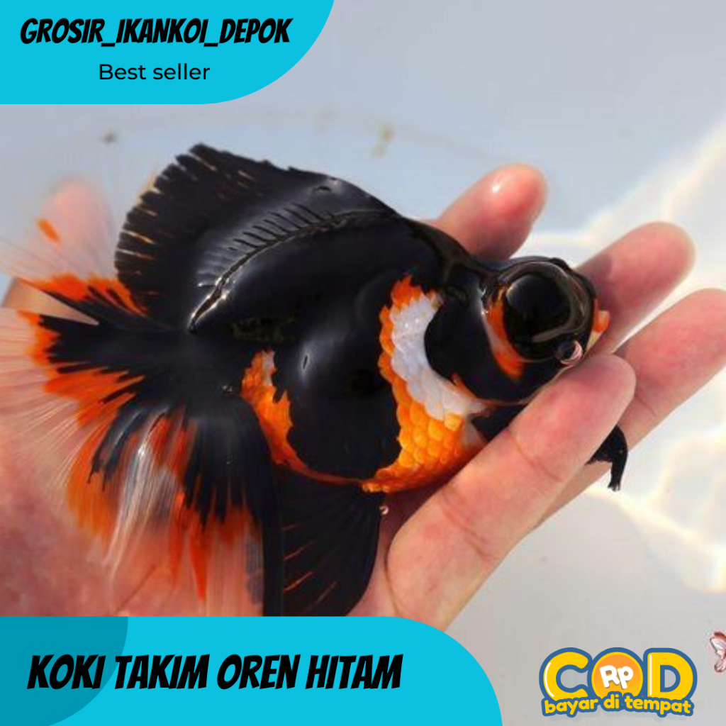 Jual Koki Tekim Hitam Oren / ikan hias Aquascape / ikan koki gold fish ...