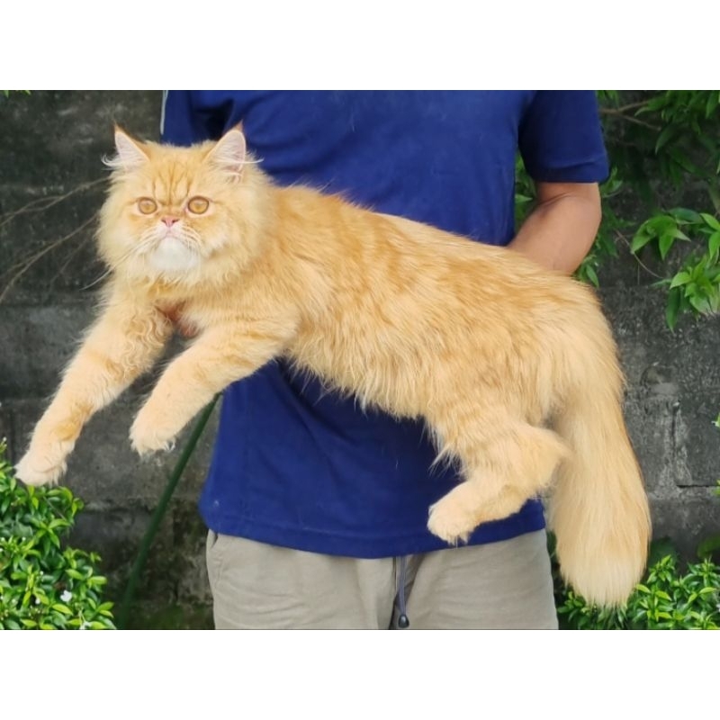 Jual KUCING PERSIA FLATNOSE JANTAN 10 BULAN OREN BIGBONE | Shopee Indonesia