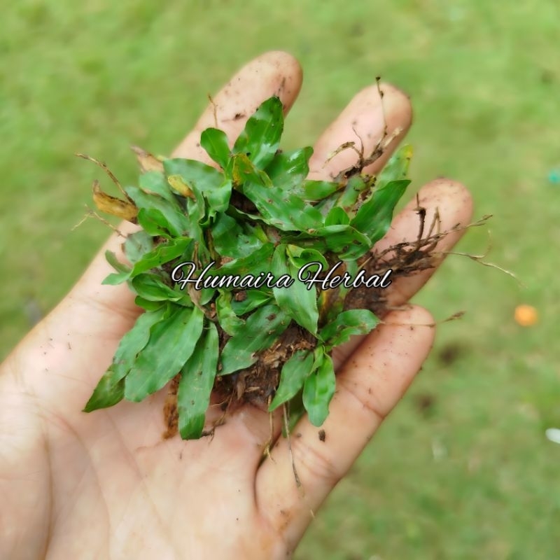 Jual Rumput Gajah Mini Bibit Rumput Gajah Mini Siap Tanam | Shopee ...