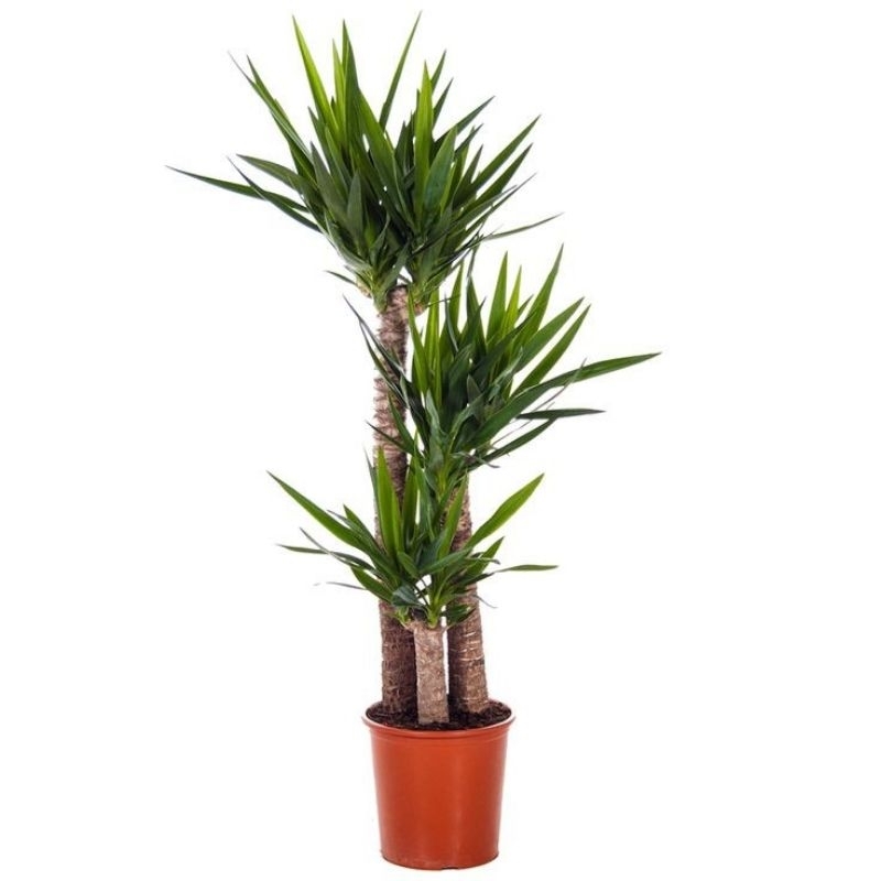 Jual Tanaman Hias Indoor Pandan Bali Susun 3 Ukuran besar 50-80-100cm ...