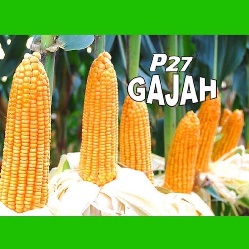 Jual BENIH JAGUNG PIONEER P27 LUMIGEN 1KG | Shopee Indonesia