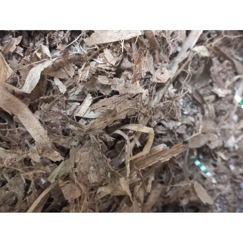 Jual daun bambu kering /akar bambu media tanam | Shopee Indonesia