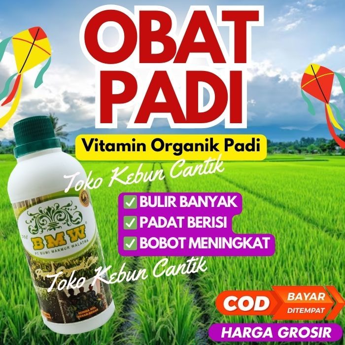 Jual Obat Padi BMW 500ML - Menambah Bobot dan Kualitas Padi dengan POC ...