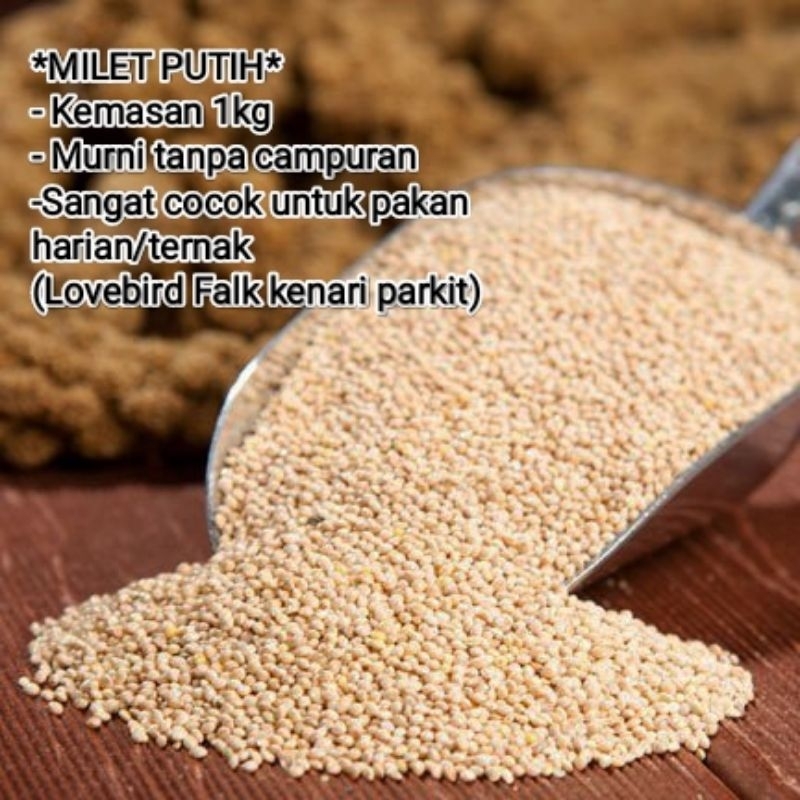 Jual Milet putih 1kg bersih tanpa campuran pakan burung lovebird falk ...