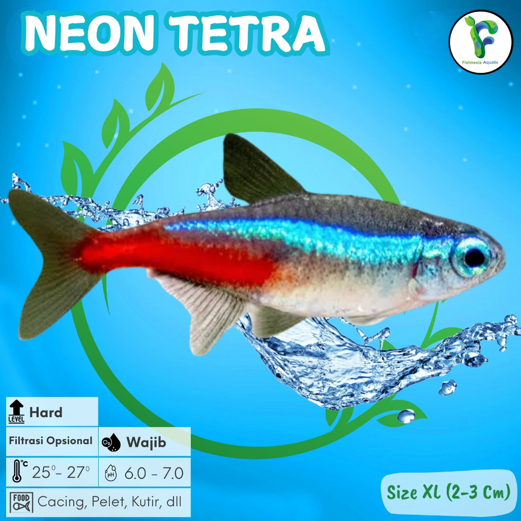 Jual Ikan Neon Tetra Siza XL 2-3 Cm - Ikan Hias Air Tawar - Ikan Hias ...