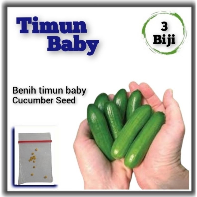 Jual Benih Timun Baby F1 Hibrida Bibit Tanaman Sayuran Bintang Asia ...