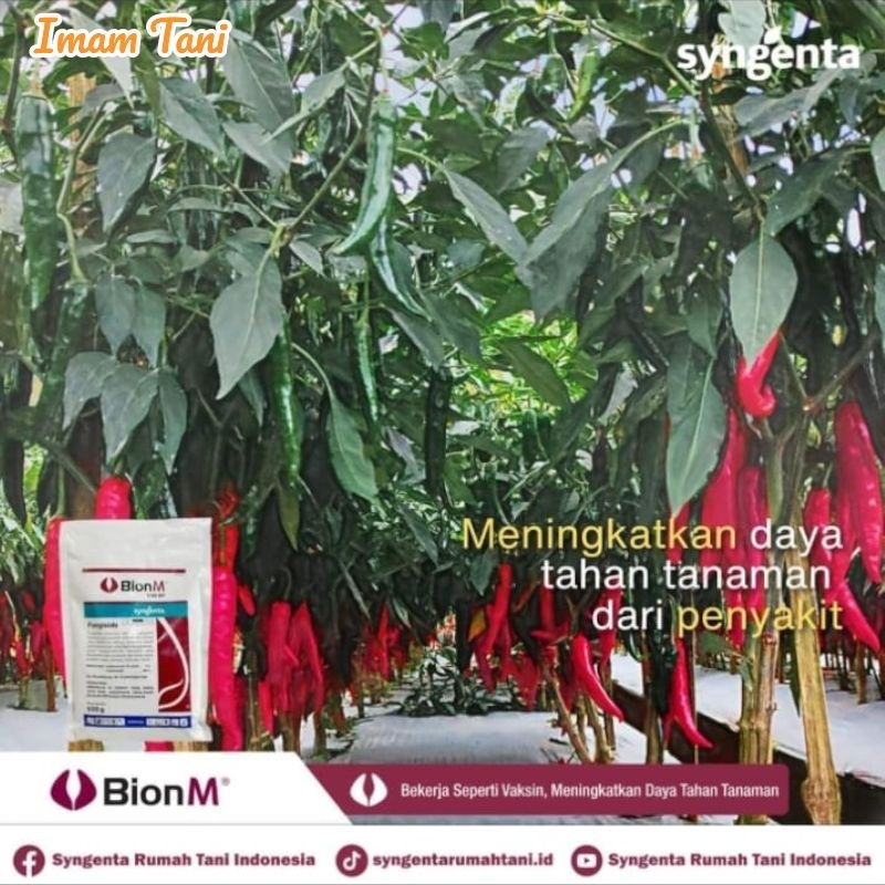 Jual BION M 500 grm Bahan Aktif:1 % asibenzolar-s-metil48 % mankozeb ...