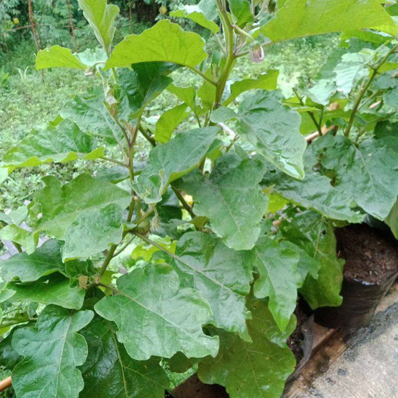 Jual Daun Terong Ungu Obat Herbal 250 g | Shopee Indonesia