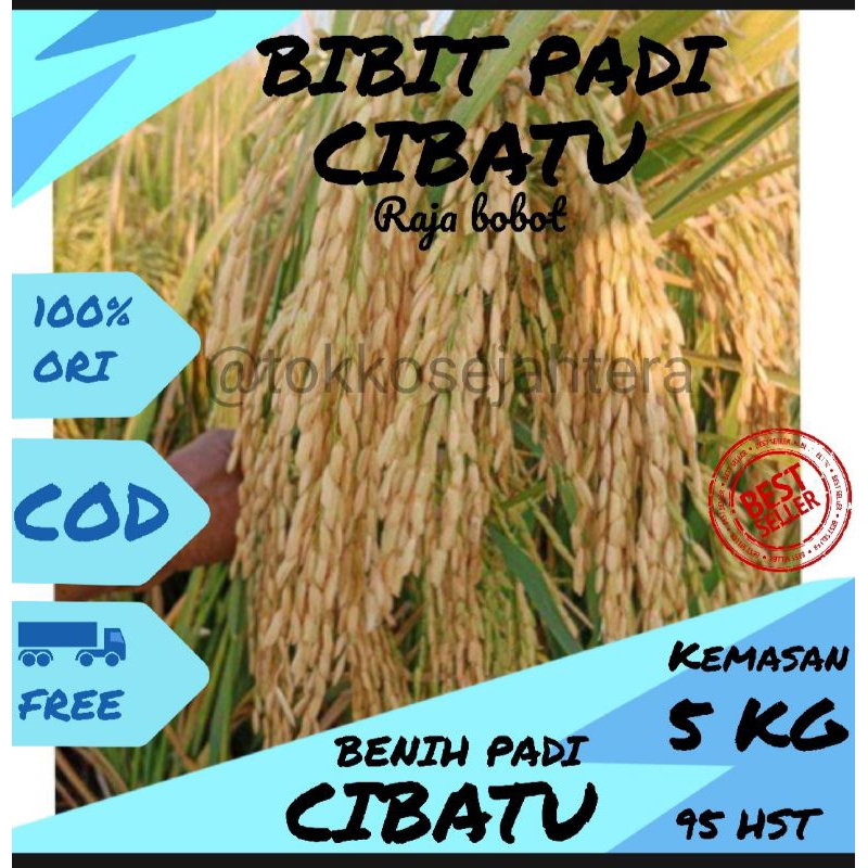 Jual BENIH PADI CIBATU KUALITAS UNGGUL KEMASAN 5 KG | Shopee Indonesia