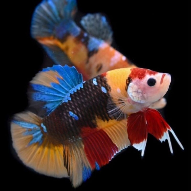 Jual 10 ekor Hiasan Akuarium Grade A+ Line Half Moon Warna Mix Plakat ...