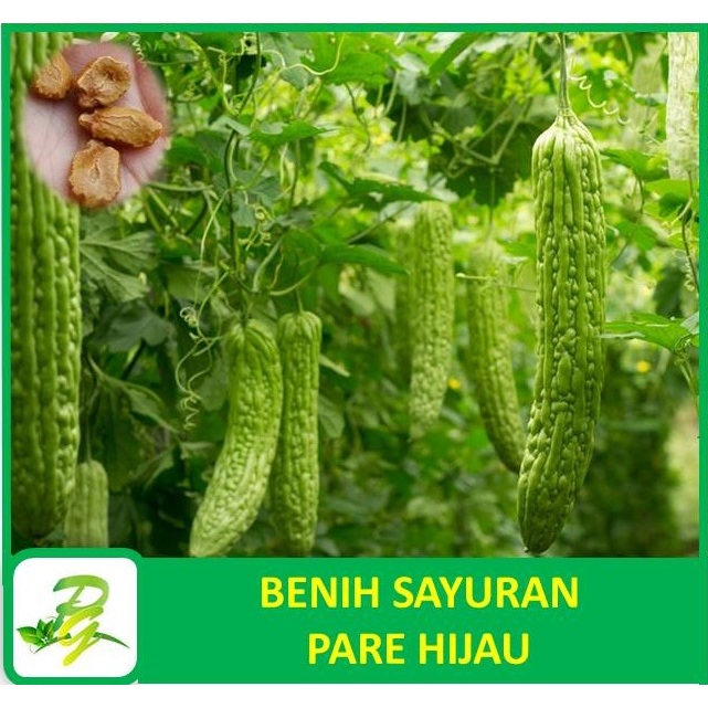 Jual PEERINA BENIH SAYURAN : Benih Pare Hijau/ Paria-Isi 5 Biji ...