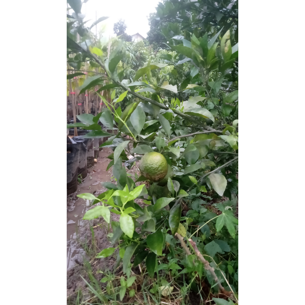 Jual Entres/ Cutting Jeruk RGL / Rimau Gerga Libong / Batang Pucuk ...